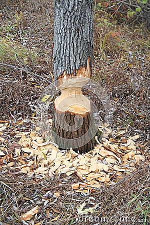 Beaver Bitten Tree Stock Image - Image: 4035541
