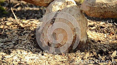 Beaver bitten tree stock video. Video of closeup, nature - 177367637