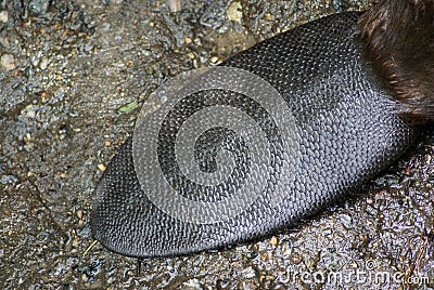 Beaver Tail Stock Photo - Image: 49145217