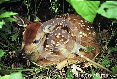 Bedded Whitetail Deer Fawn Royalty Free Stock Photos - Image: 34000148