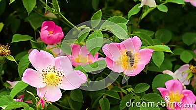 Flying Bee Over Bloomed Brier Stock Footage - Video of flower, motion ...