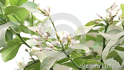 Bee Feeding on a Lemon Tree Flower HD Stock Footage - Video of morocco ...