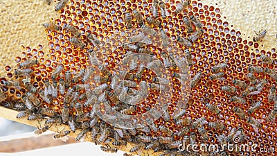 Bee Hive at Work. Bees on in Honeycombs Carry Honey and Nectar. Stock ...