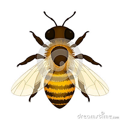 Bee. Image Of A Realistic Working Honey Bee. Bee, Top View. Vector ...