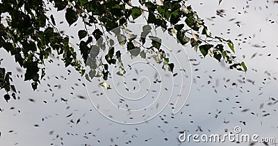 Swarm of Bees in Flight on a Nice Sunny Day Stock Footage - Video of ...