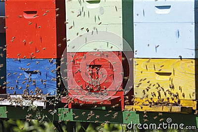 Beehive boxes - Stock Image - Everypixel