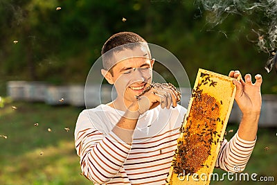 Beekeeper Holding A Honeycomb Full Of Bees. A Man Smiling And Gently ...