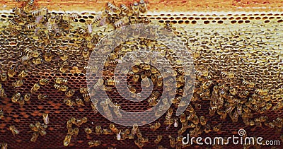 Beekeeping. Crowd of Working Bees on Honeycombs Inside the Hive Stock ...