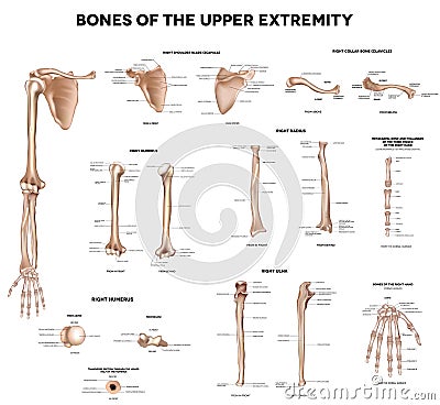 Beenderen Van Het Hogere Uiterste Stock Afbeeldingen - Afbeelding: 31142924