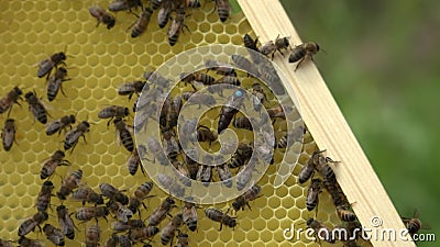 Bees on Bee Cages. Bee Honey in Combs. Honeycomb with Bee Bread Stock ...