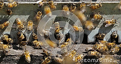 Bees Flying Around the Hive Stock Video - Video of beehives, colonies ...