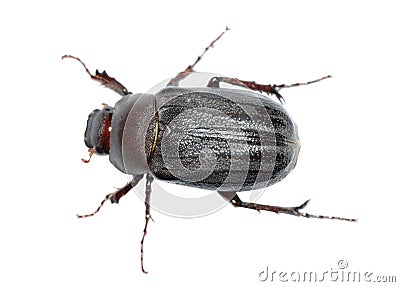 Beetle Bug Royalty Free Stock Photography - Image: 13420157