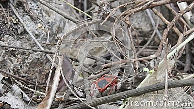 Beetle Bugs Pyrrhocoris Apterus. Many Firebugs on a Tree in Different ...