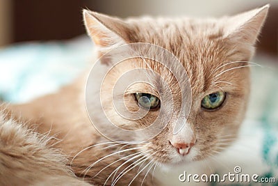Beige Cat Royalty Free Stock Photo - Image: 17731865