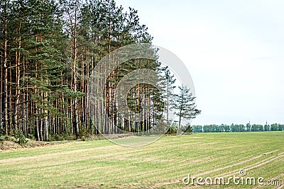 Belarusian Landscape. Spring Field And Forest On Sky Background Royalty ...