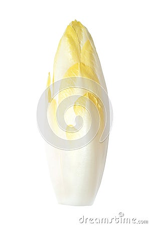 Belgian Endive, Fresh Witloof Chicory Bud, Isolated, From Above Royalty ...