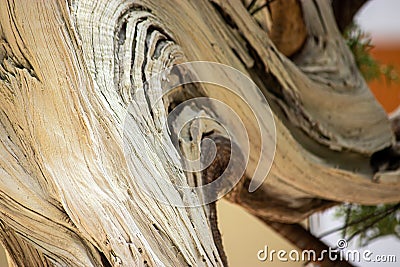The Bending Trunk Of A Bonsai Tree Stock Photo | CartoonDealer.com ...