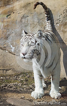 Bengaalse (witte) Tijger Stock Foto - Afbeelding: 72782991