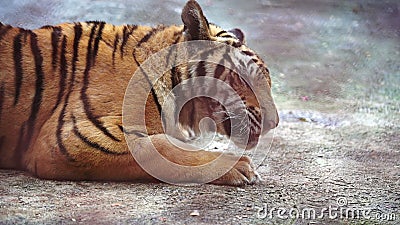 White Tiger Is Eating Meat. Stock Video - Video of fierce, carnivore ...