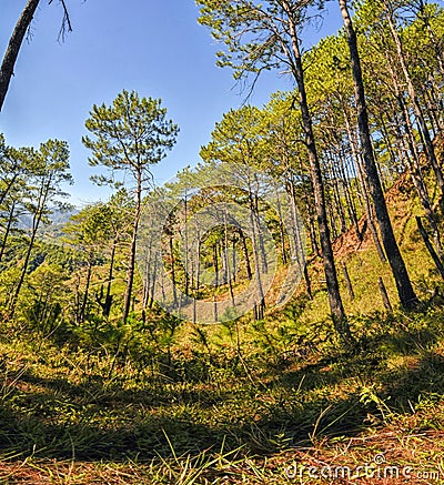 Benguet Pines Stock Photo - Image: 51057399