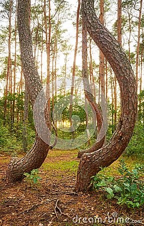 Bent Pine Trees In Crooked Forest Krzywy Las At Sunset, Poland Stock ...