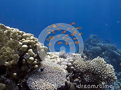 Best Coral Reefs Are The Largest Natural Structures In Southern ...