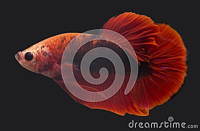 Betta Hellboy HMPK Halfmoon Plakat Female or Plakat Fighting Fish ...