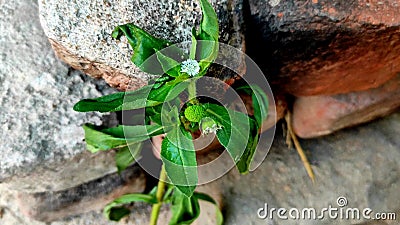 Bhringaraj False Daisy Kesharaj Trailing Eclipta Bhangariya White ...