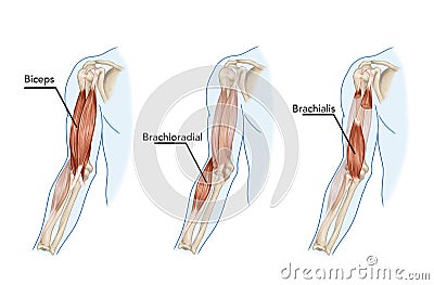 Biceps, Brachii, Brachioradial Stock Photo - Image: 27798040