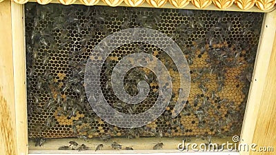 Bienen auf der Bienenwabe stock video. Video von entomologie - 98951031