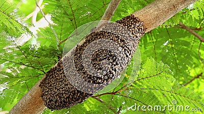 Bienenwabe Mit Biene Auf Grünem Baum Stock Video - Video von baum ...