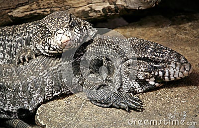 Red teju 6 stock image. Image of teju, america, coldblooded - 180280463