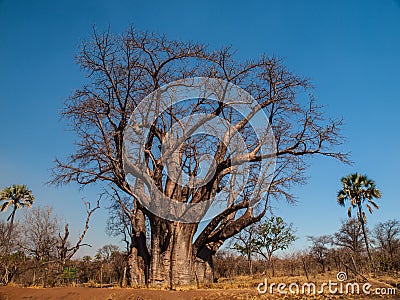 Big Baobab Tree Royalty Free Stock Photos - Image: 36431748