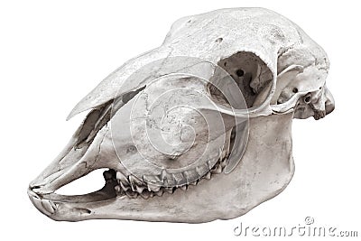 Big Bird Skull Royalty Free Stock Images - Image: 16364189