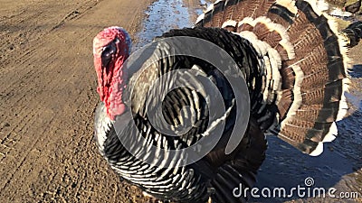 Big Black Turkey Feathers Fluffed Their Stock Video - Video of bird ...