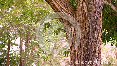 Big Brown Tree Trunk in the Forest Stock Video - Video of close ...