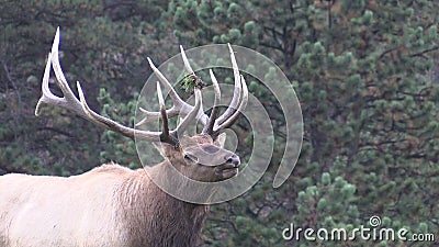 Big Bull Elk Bugling stock footage. Video of wapiti, nature - 45492298