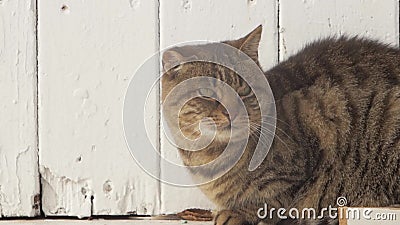 Big cat meow stock video. Video of domestic, funny, carnivore - 133969943