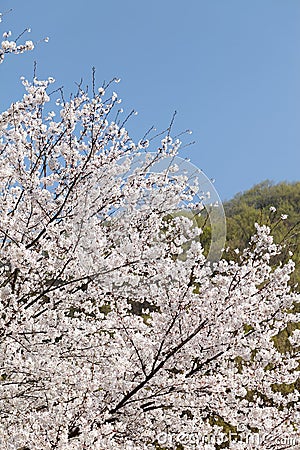 Big Cherry Blossom Tree Royalty-Free Stock Photography | CartoonDealer ...