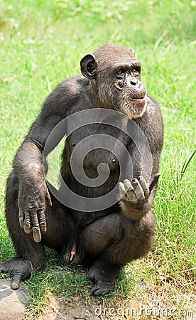 Big Chimpanzee Stock Photo - Image: 10209130