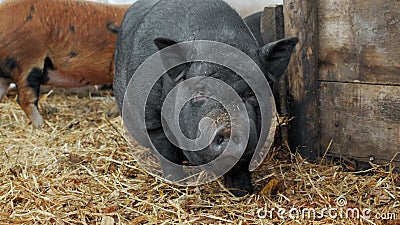 A Big Fat Boar on a Pig Farm Looks at the Camera. Stock Video - Video ...