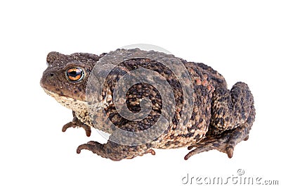 Big Fat Toad Royalty Free Stock Photo - Image: 25798905