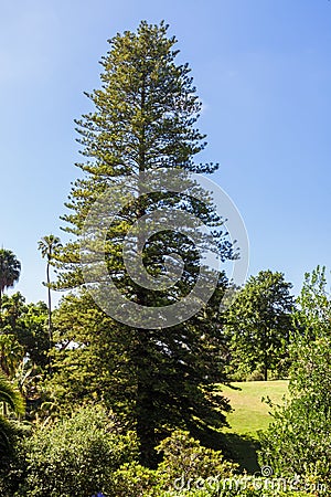 Big Fir Tree In The Park Royalty Free Stock Photography - Image: 29699127
