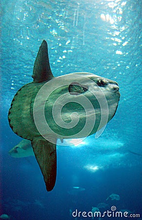 Big Fish Royalty Free Stock Photos - Image: 1767578