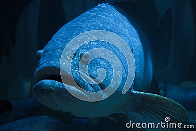 Big Fish In A Aquarium Tank Royalty Free Stock Photos - Image: 22843748
