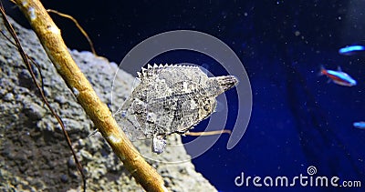 Big Fish with Sharp Nose Being Shy Stock Footage - Video of blue, fauna ...