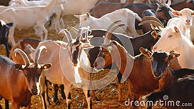 Big Goat Farm with Goats. Goats on the Farm. Animals on the Farm. Stock ...