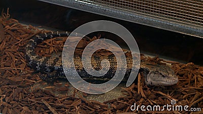 Big Lizard in Cage Indoors View Stock Video - Video of cage, lizard ...