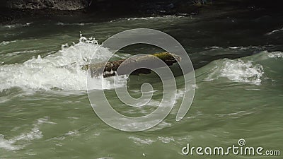 Big Log Sticks in a Wild Flowing River in the Mountains Stock Video ...