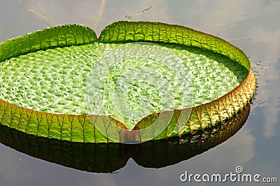 Big Lotus Leaf Stock Photo - Image: 6454270